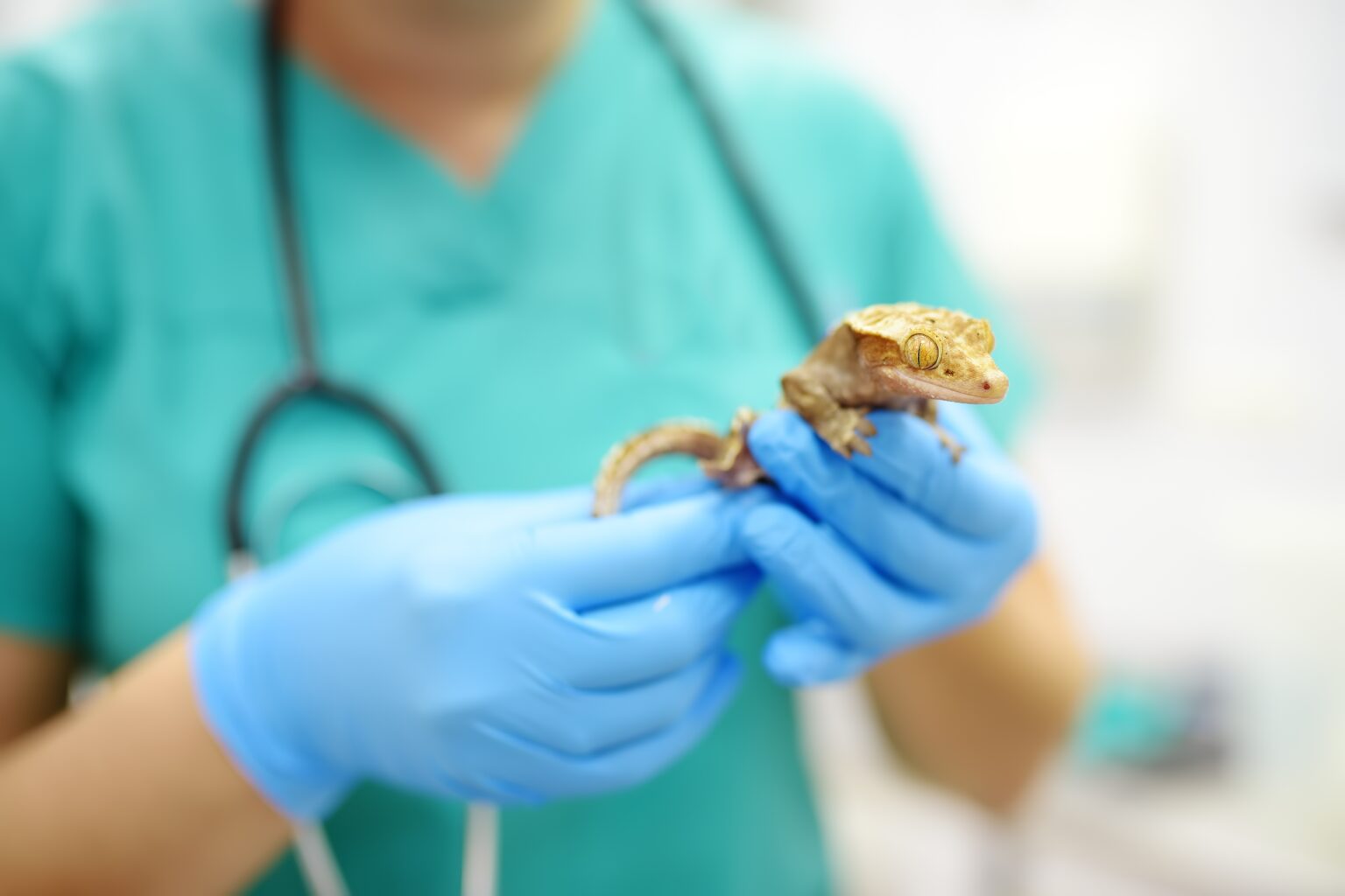 How to become a veterinary doctor: Explained - futureMBBS