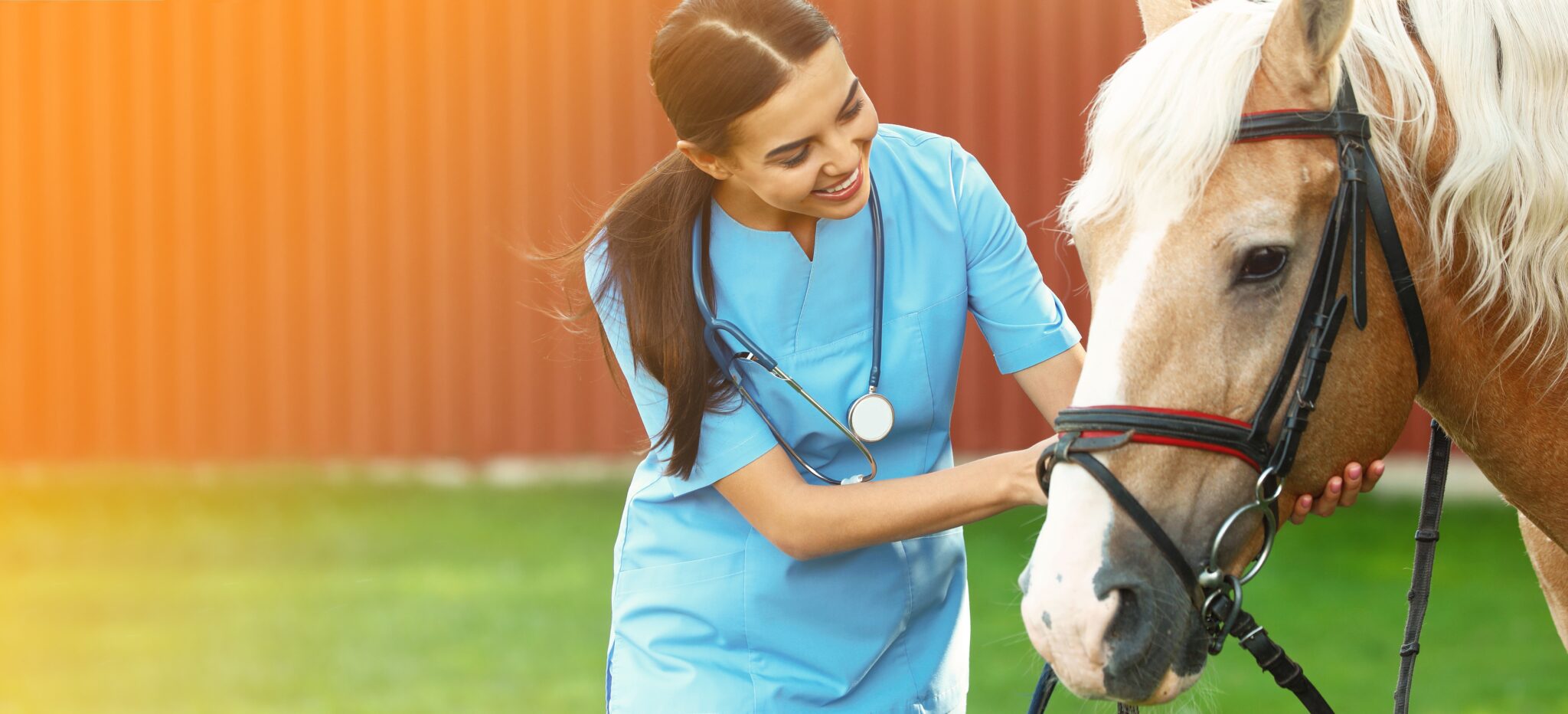 How to become a veterinary doctor: Explained - futureMBBS