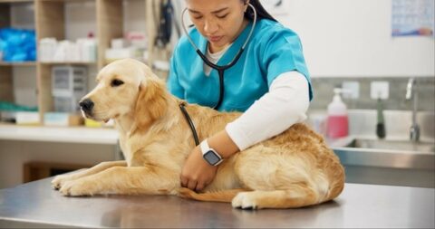 How to become a veterinary doctor: Explained - futureMBBS